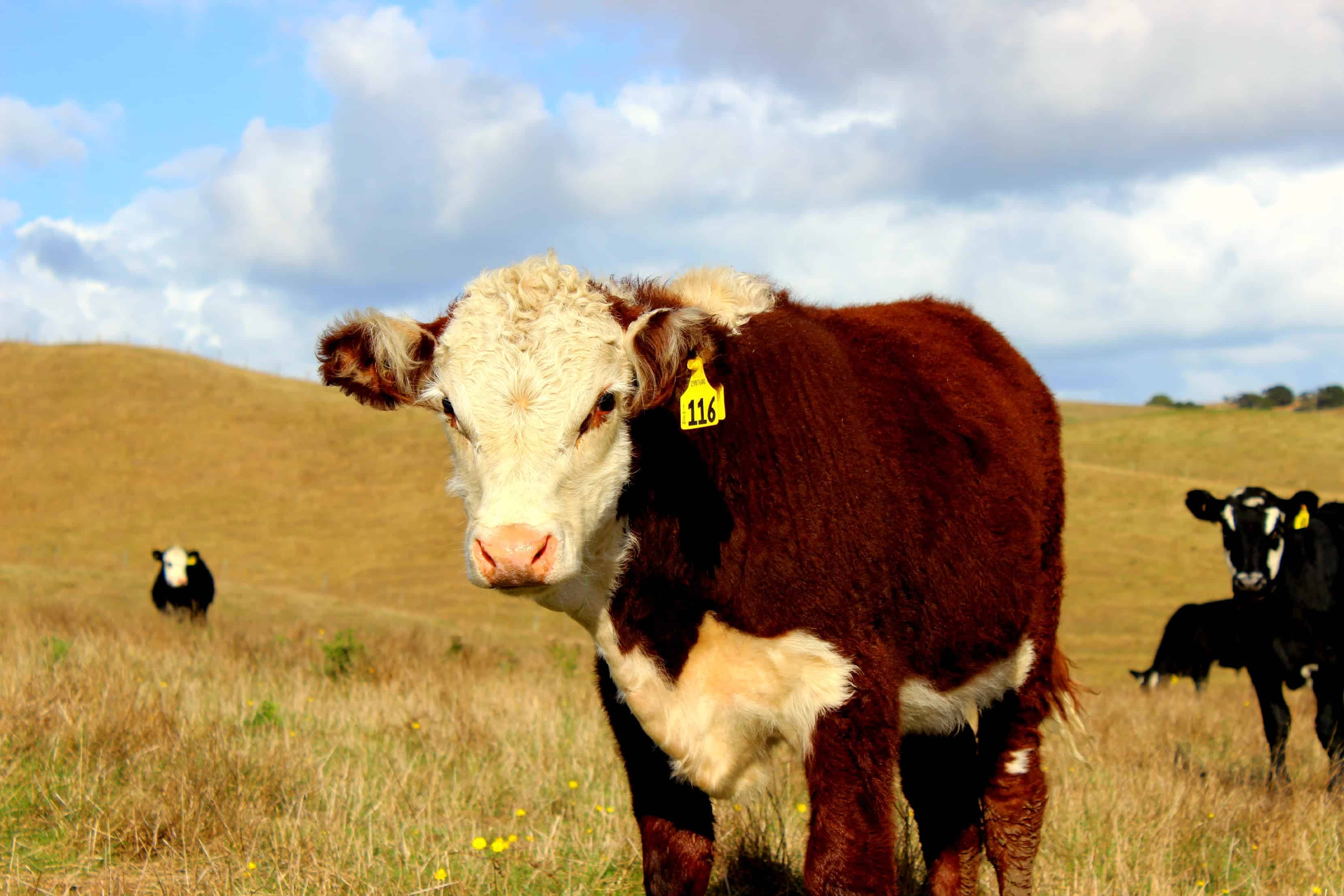 About a calf | The Kiwi Country Girl