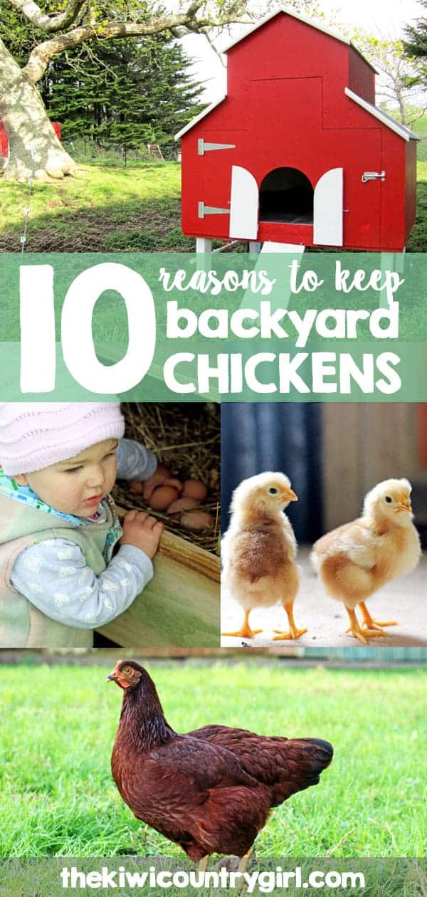 10 Reasons to Keep Backyard Chickens - The Kiwi Country Girl